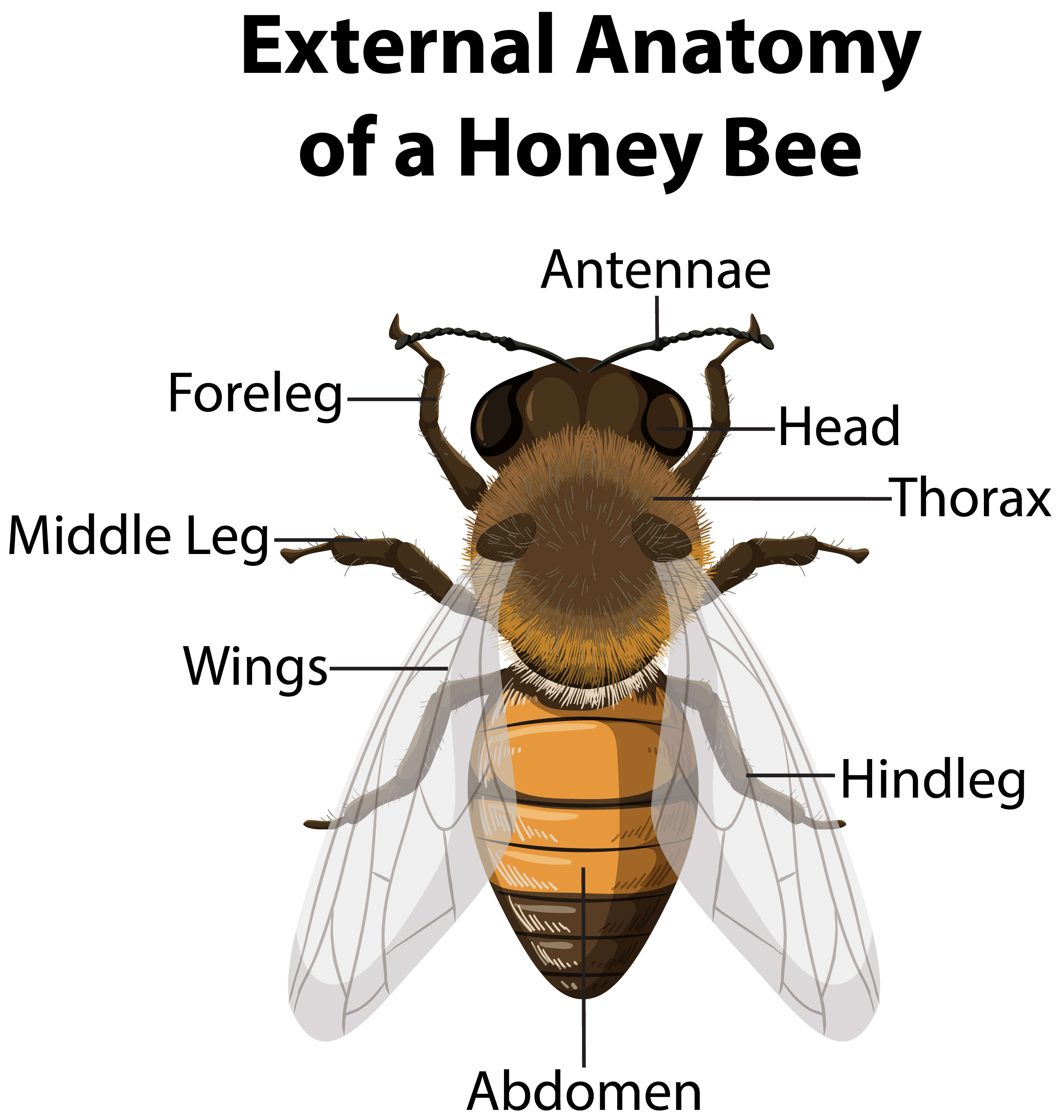 A technical breakdown of the bee anatomy