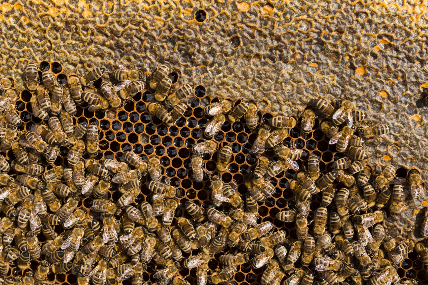 Do Bees Have Ears? Discover How Bees Truly Hear the World