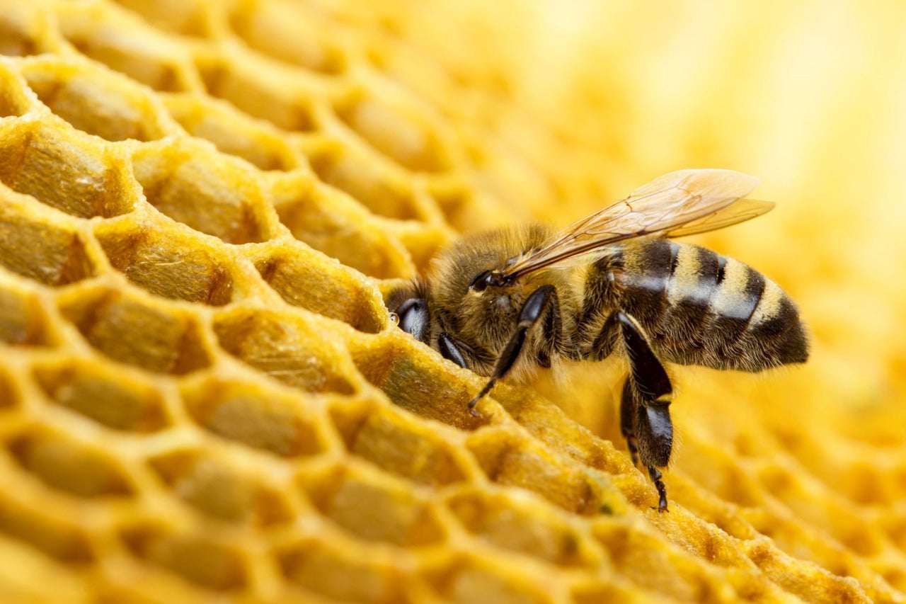 Honeybee vs. Bumblebee Hives: What Makes Them So Different?