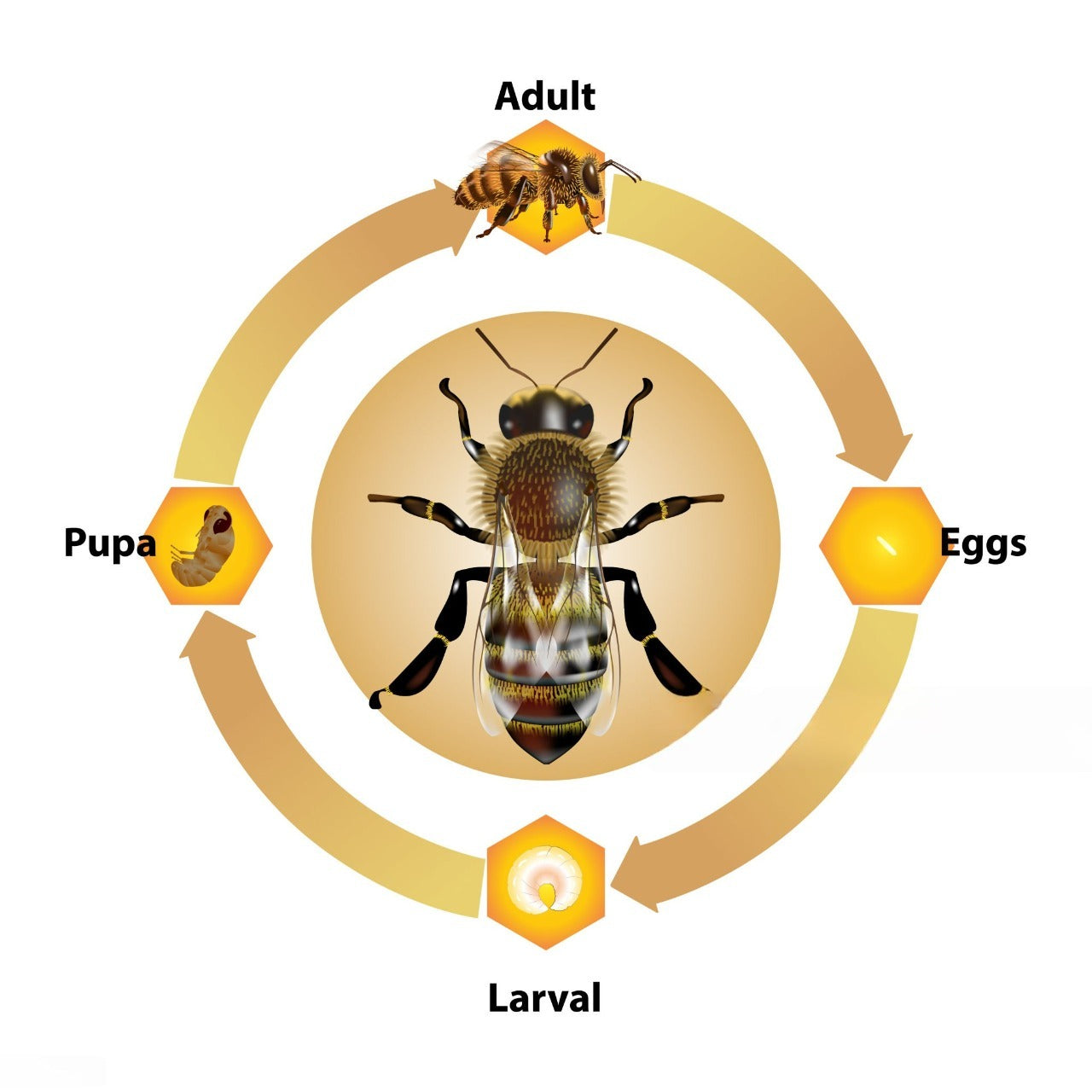 Bee Life Cycle Explained: How a Tiny Egg Becomes a Buzzing Worker