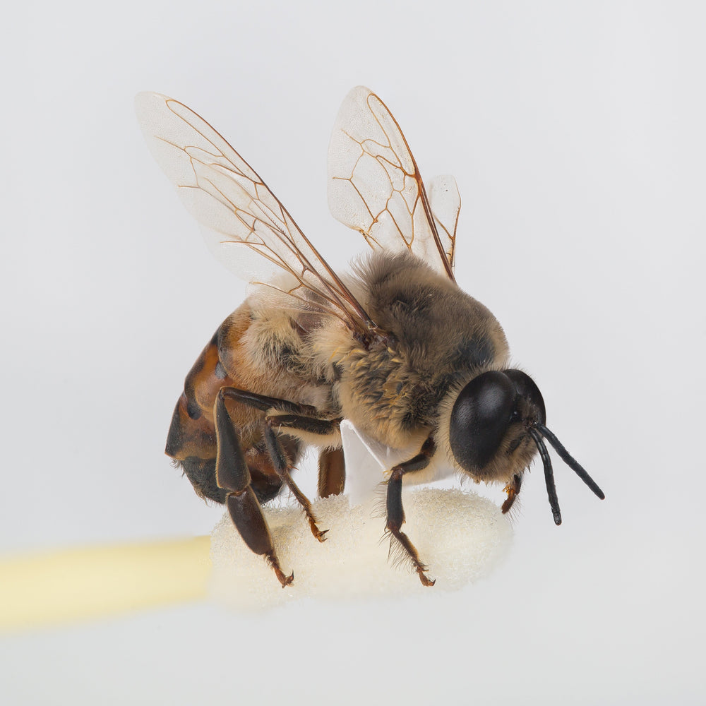 What is the Smallest Bee? Discover the Tiny Perdita Minima