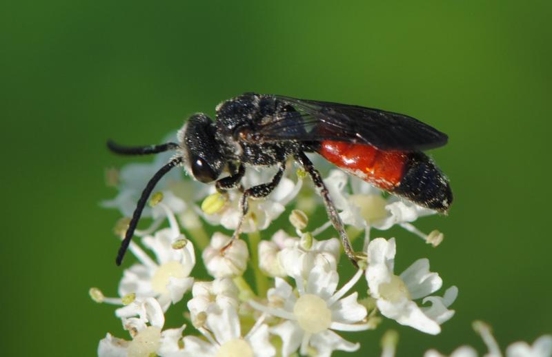 Blood Bees: Unlocking Secrets of the Mysterious Sphecodes Species