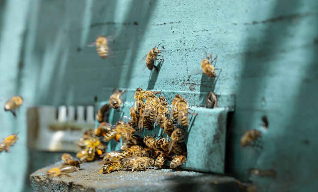 Indoor Beekeeping: Urban Solutions for Healthy Honeybee Habitats