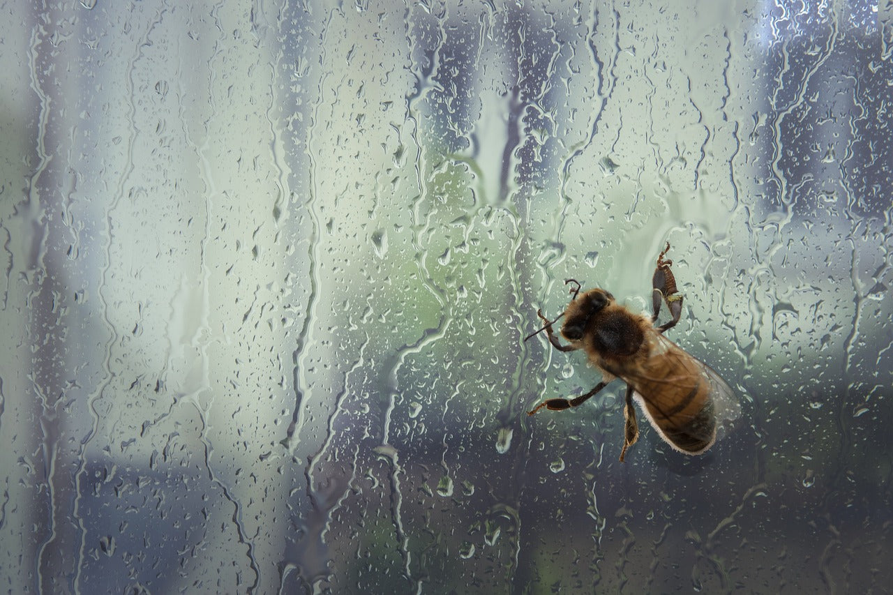Can Bees Fly in Rain? Discover the Science of Bee Flight!