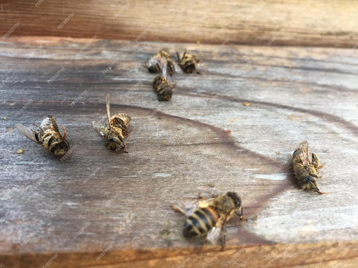 Dead Bees in House? Discover why it happens and how to help
