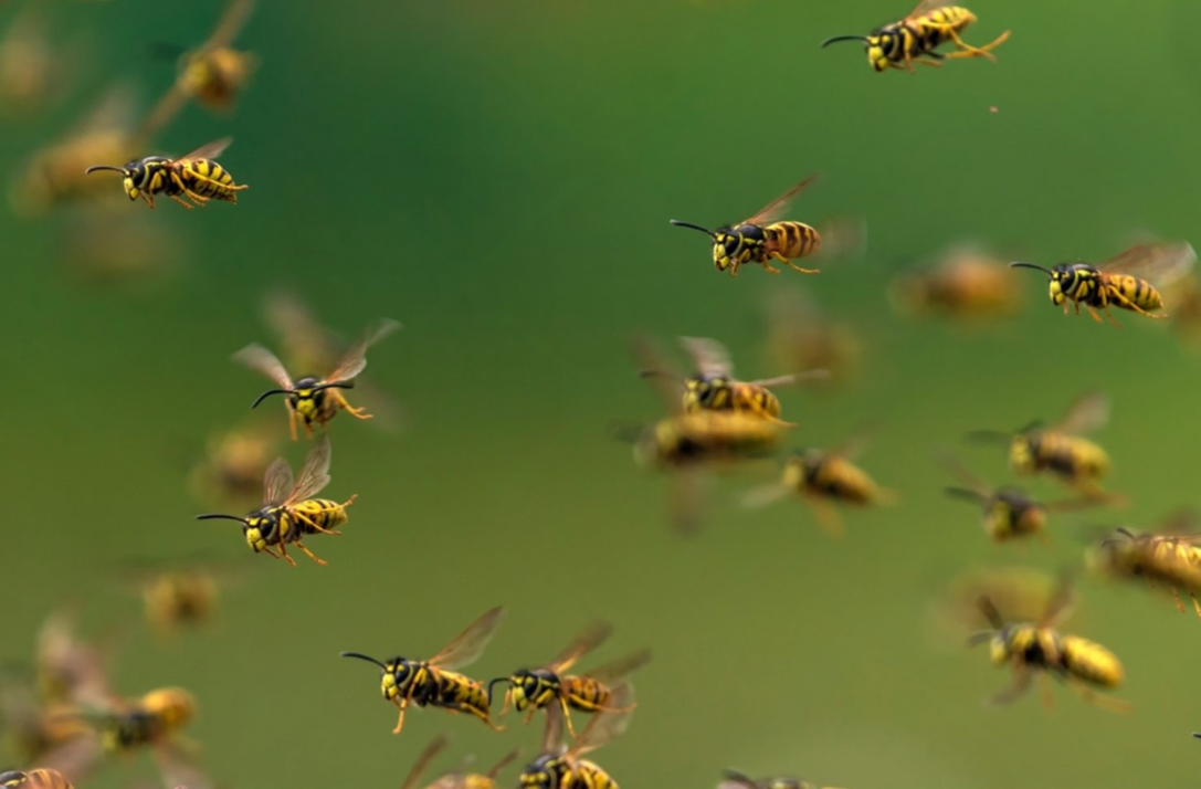 What are the Most Common Types of Wasps you see in your Garden