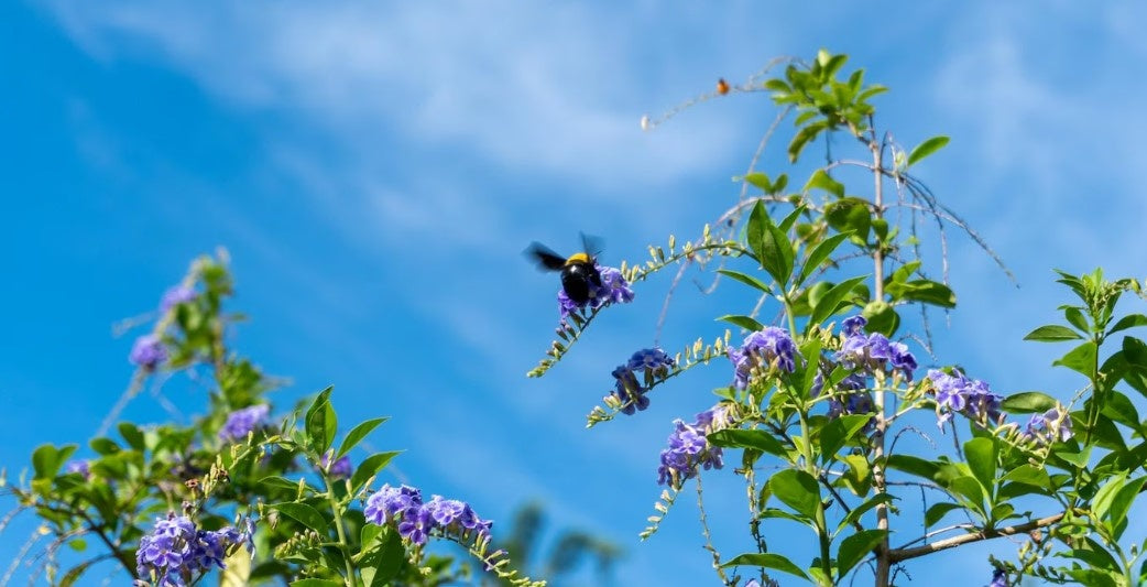 Bees in Virginia: Meet the Species Powering Nature and Farming